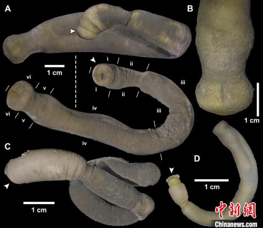 【中国新闻网】中国科研人员主导发现的神龙毛皮贝入围“2024年度十大海洋新物种”